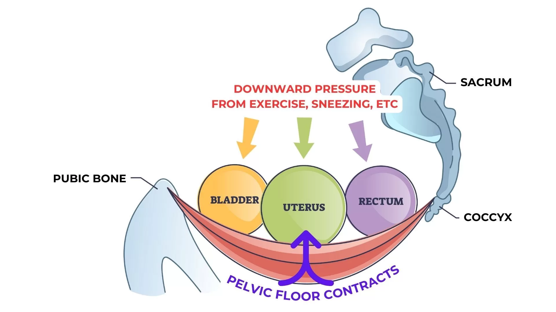 Postpartum Pelvic Health - indi - Safe & Low-Impact Workouts